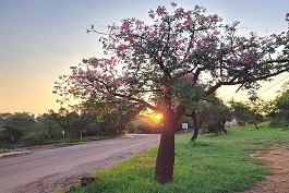 Vergenoeg Mining Company